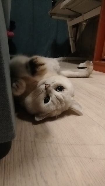 СЕРДИТАЯ ЗЛЮКА ПЕРСИК 😂😂😂🤣🤣🤣