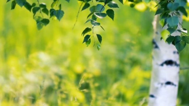 Сипетлӗ хурӑн (Белая береза). Композитор Юрий Кудаков