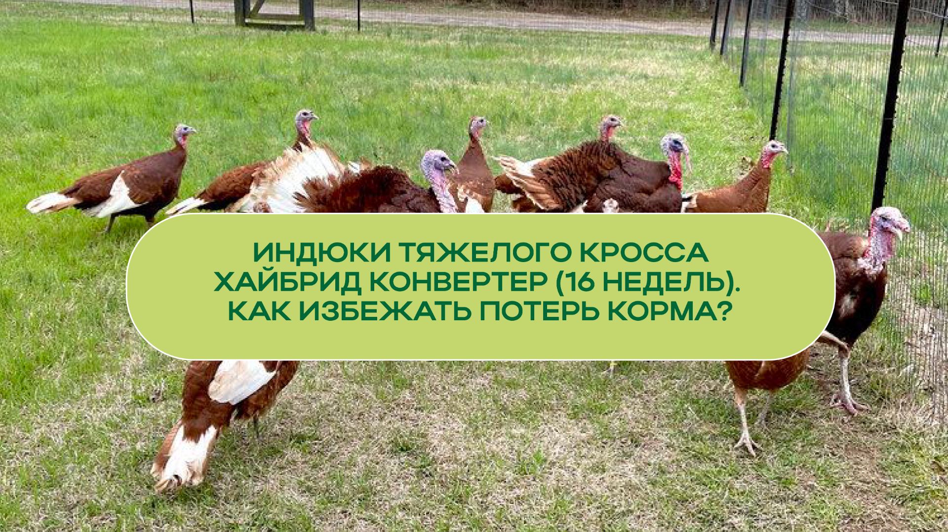 Индюки тяжелого кросса | Хайбрид Конвертер | Как избежать потерь корма? | Обзор ДКБ