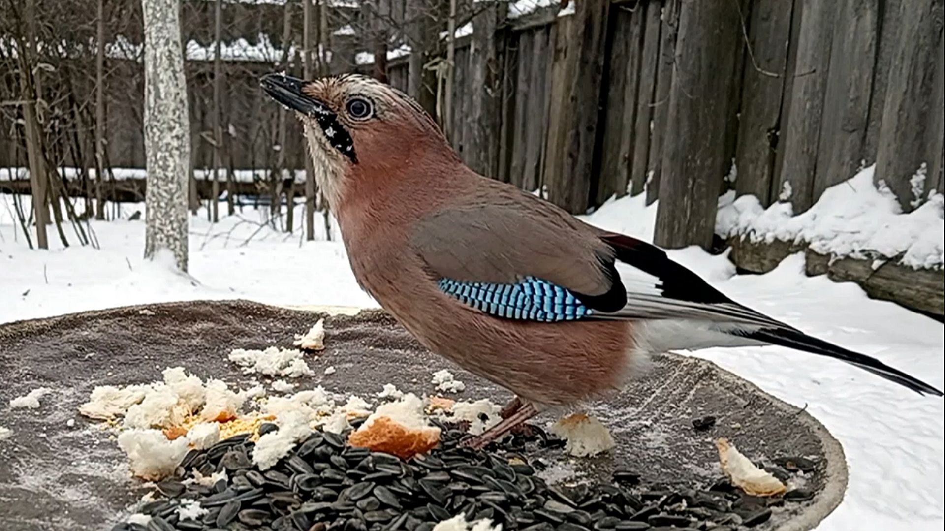 Видео для Котов (Птицы на кормушке)