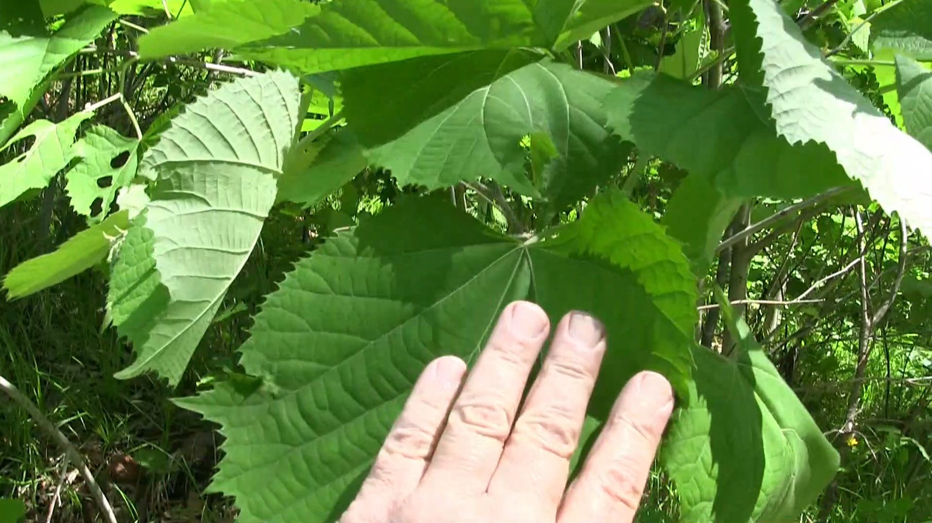 7 дальневосточная ботаника