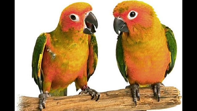 Модные подражалки