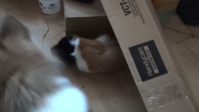 Морская свинка Белочка и Лета 10.11.2021