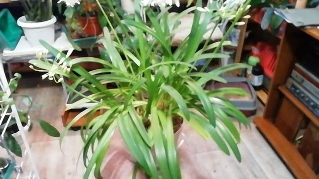 Агапантус Фейерверк - фонтан цветов- белоснежное чудо