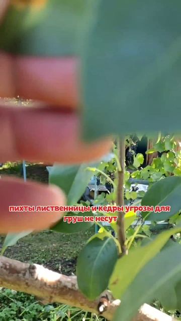 ржавчина груши