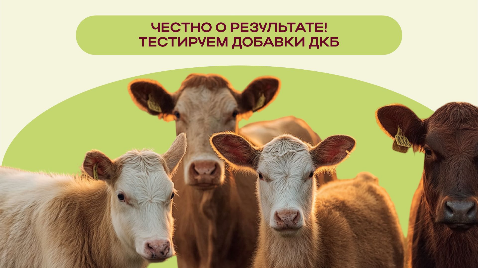 Результат от кормовых добавок ДКБ! Они нужны каждому. Смотри для чего!