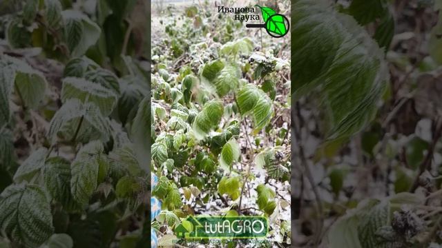 Не дайте саду проголодаться! Важная подкормка зимой. Чем удобрить сад. Удобрения по снегу: стоит ли?