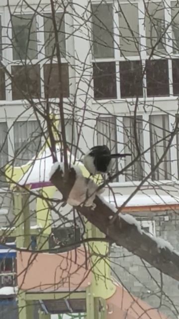 Сорока и сало