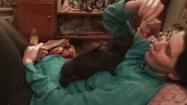 морская свинка Блэкки башенка ноя2021