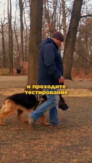 Кинолог Игорь Алтайский. Авторский курс .