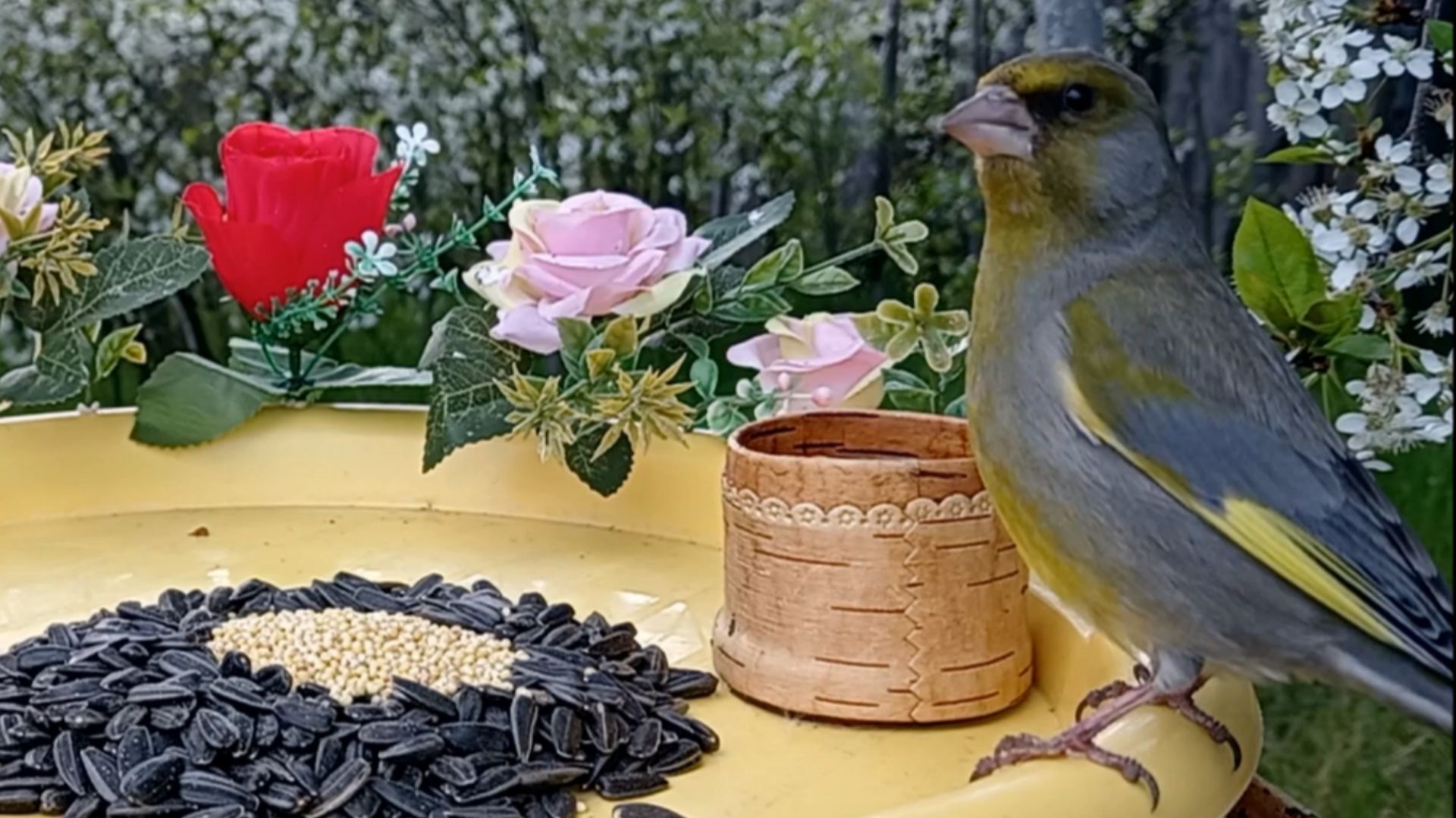 Зеленушки на кормушке