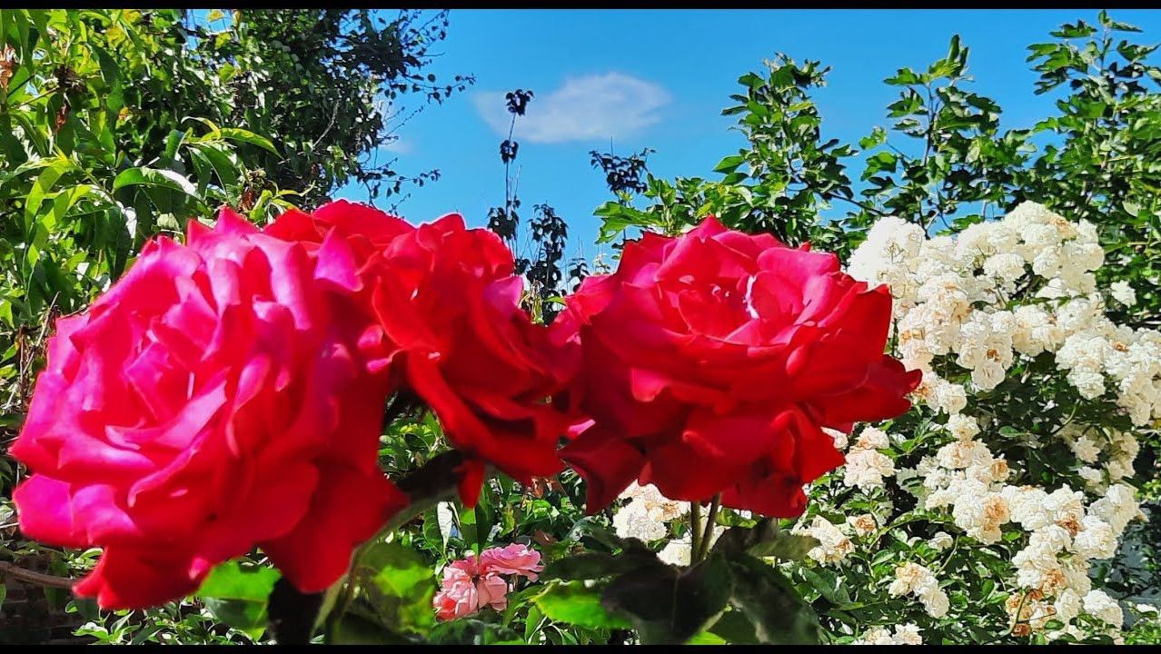 Голубицкая. Мой двор. Жизнь у моря