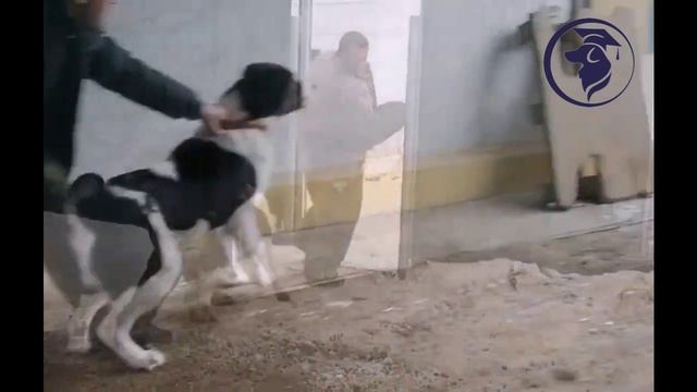 Курс "КАРАУЛЬНАЯ СЛУЖБА".