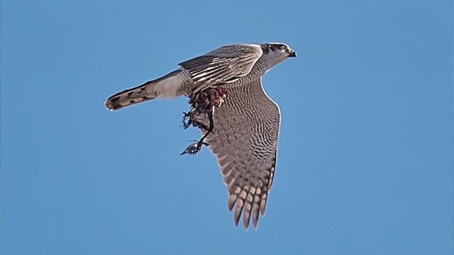 Вещание Гамаюна 12. Тетеревятник. Часть 1