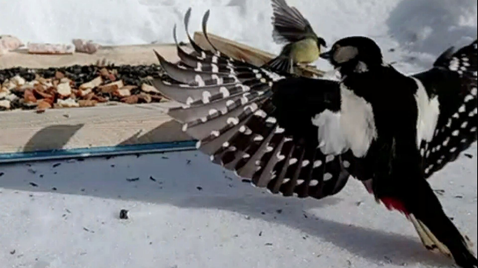 Дятел прилетел на кормушку