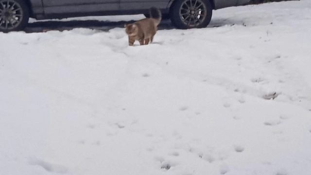 11.12.25г. Выпал СНЕГ!!!👍👍👍.    Обзор ОГОРОДА!!!