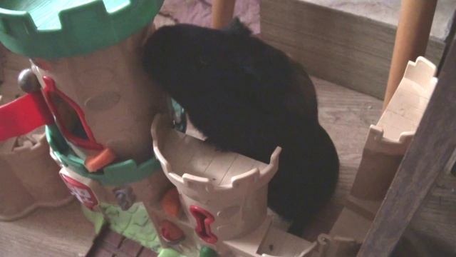 морская свинка Блэкки осваивает замок дек2021