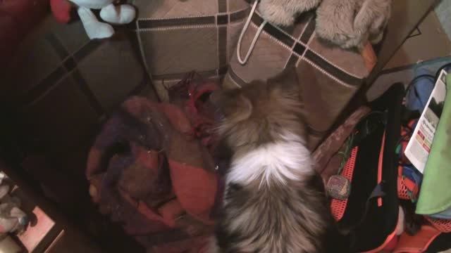 Лета, Белочка и Блэкки 2021 кто спал на моей кровати?