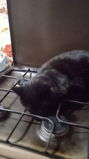 4.12.25г. 🐈ЛОРД обнимается с ПЛИТОЙ!!!👍👍👍🙂