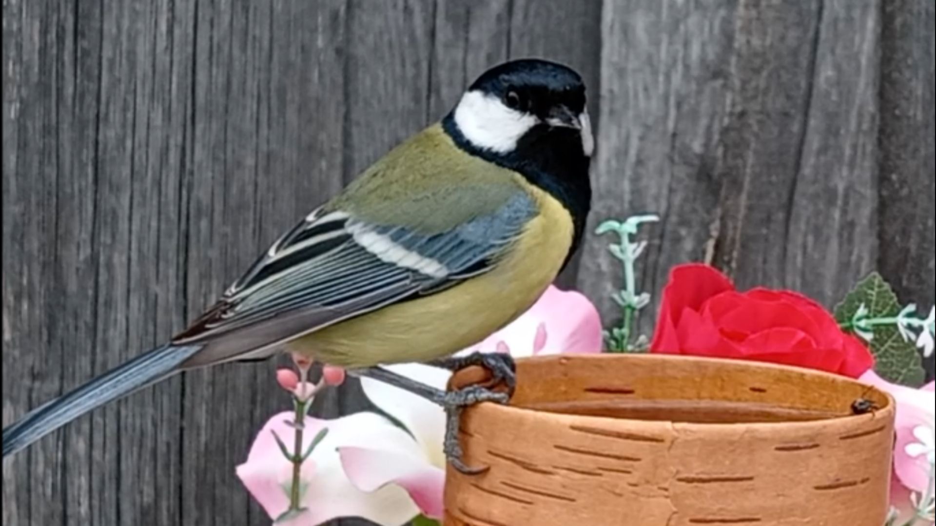 Синички посещают кормушку