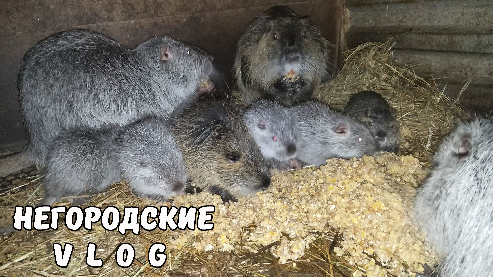 НУТРЯТА уже едят кашу, а мы вздохнули с облегчением. 18.12.25