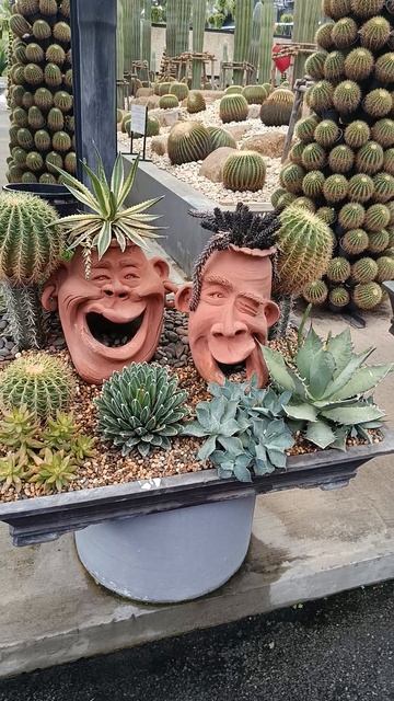 Пустыня посреди тропиков—в Таиланде! Колючая поэзия в тропиках: тайны зала кактусов