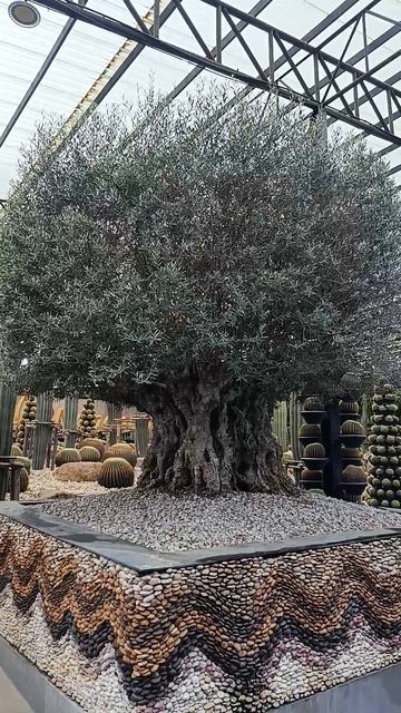 Самый неожиданный уголок Паттайи Колючая поэзия в тропиках: