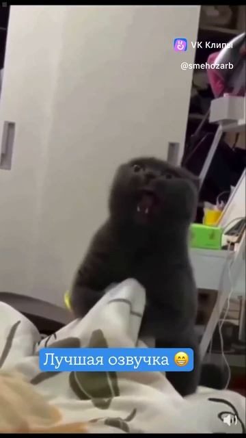 Приколы с животными