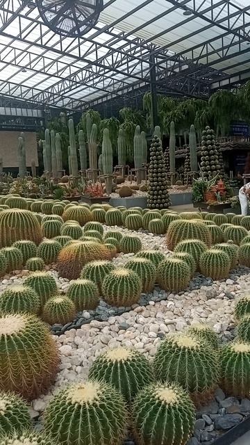 Вы не поверите, где я нашёл кактусы! Колючая поэзия в тропиках: Колючая поэзия в тропиках