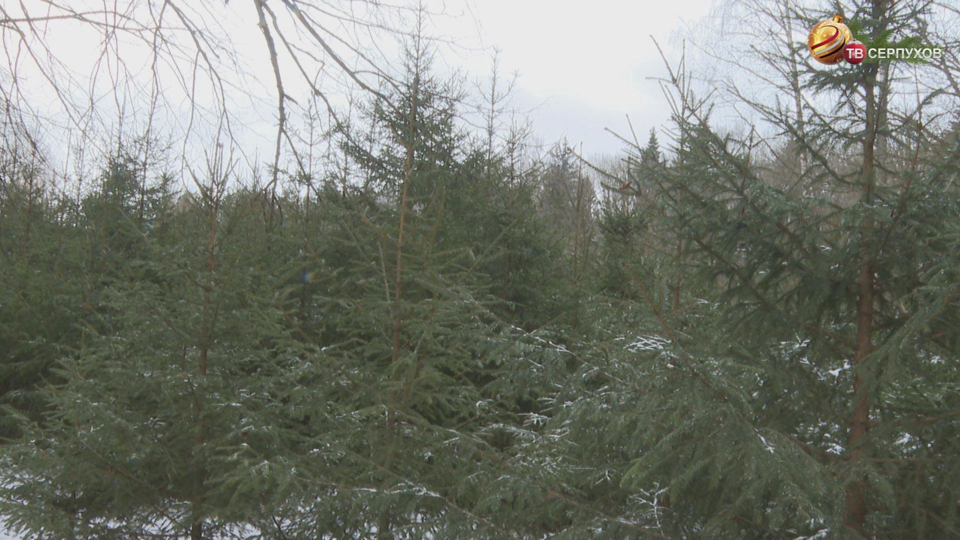 Елки и сосны Серпухова под усиленным контролем инспекторов