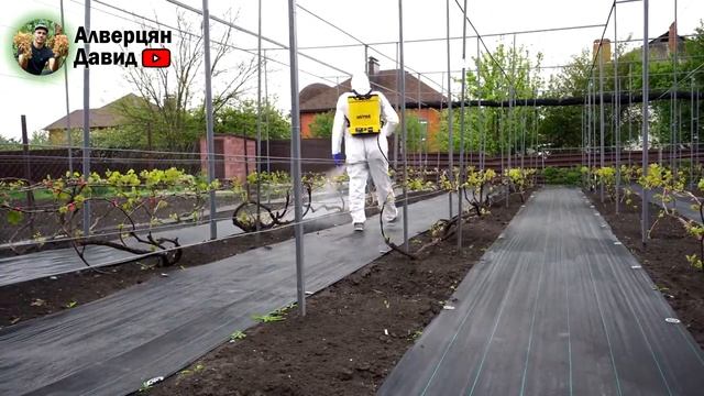 Антракноз на винограднике - Как лечить_