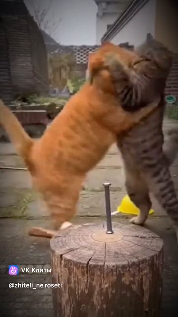 Нейросеть_ приколы