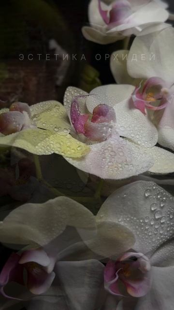 Эстетика орхидей