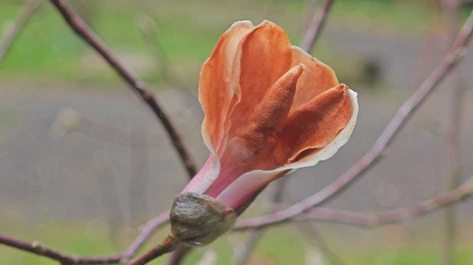 В Сочи магнолия Кобус впервые зацвела в декабре