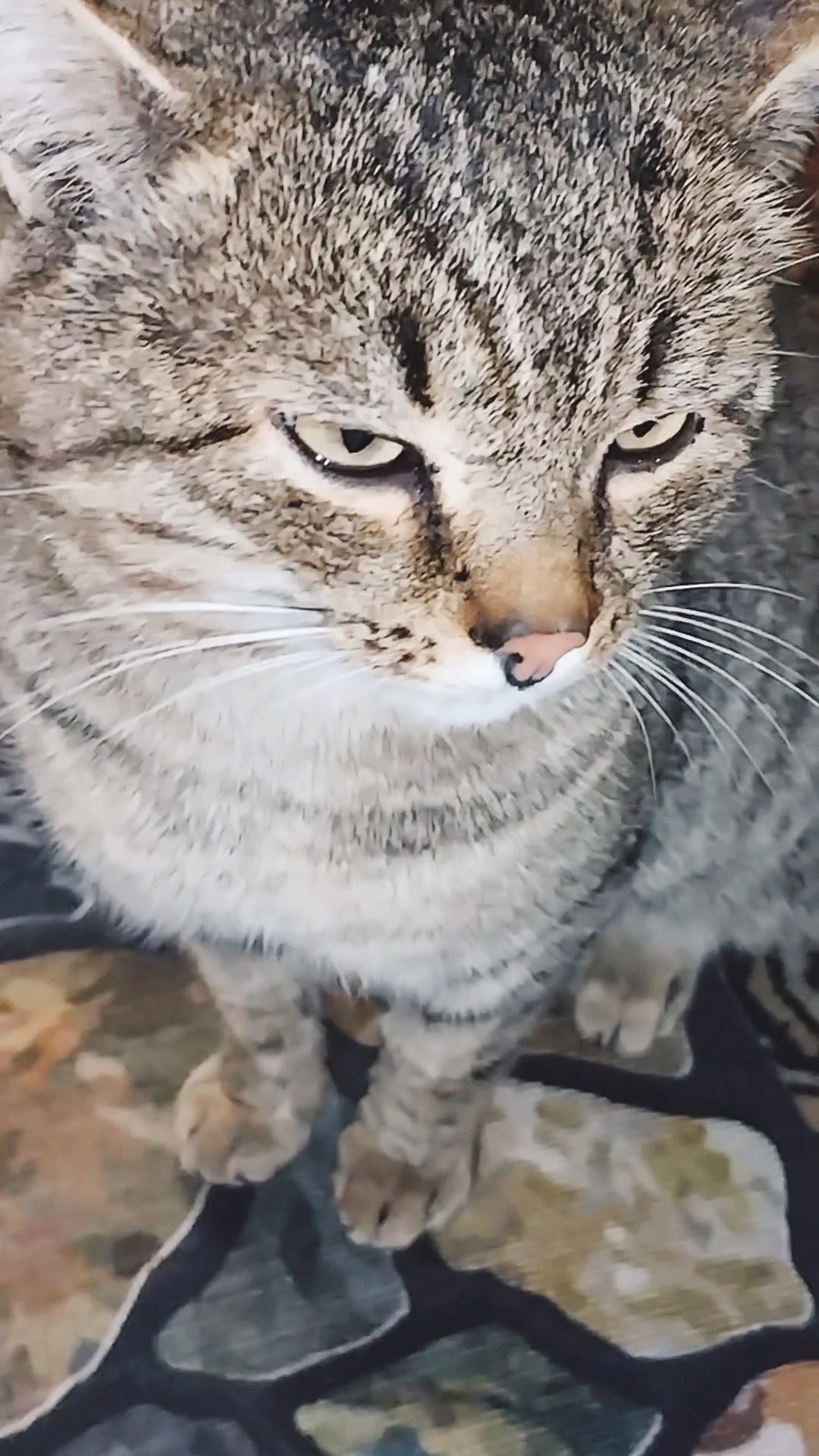 На позитиве в уходящем году! Юмор с животными. 🤣  25-12-2025