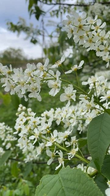 Весной вся природа оживает