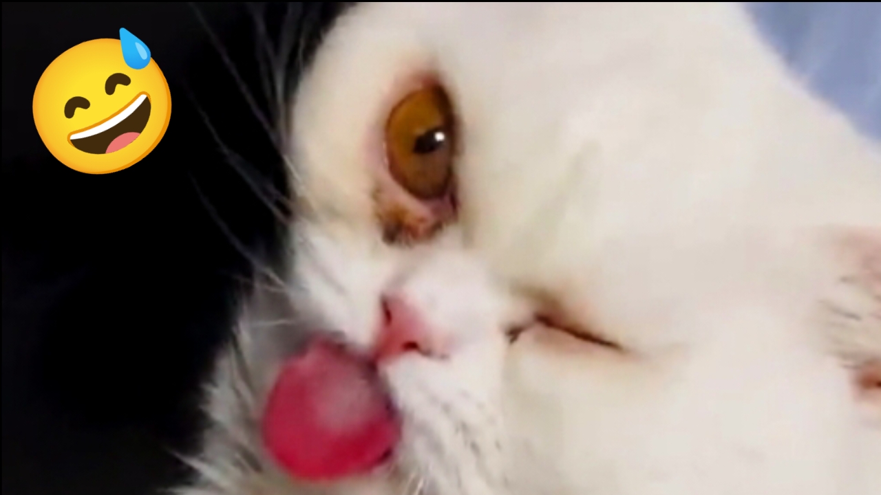 Смешные Животные - Лучшие Кошки и Собаки #11