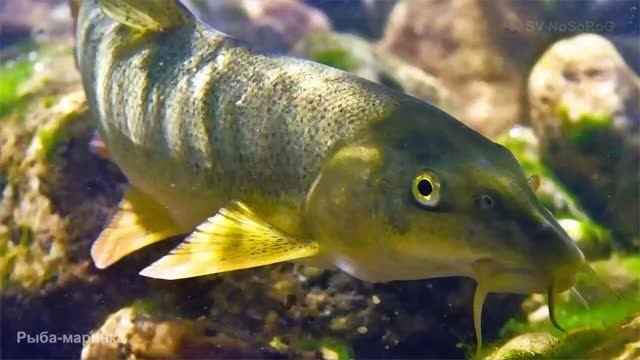 При каких условиях можно употреблять в пищу мясо рыб из рода Маринки (Marinkas) — Schizothorax ?