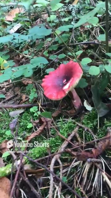 Ленобласть. Хвойное. 05.09.2024. Грибы-сыроежка фиолетовокрасная и очень красивая