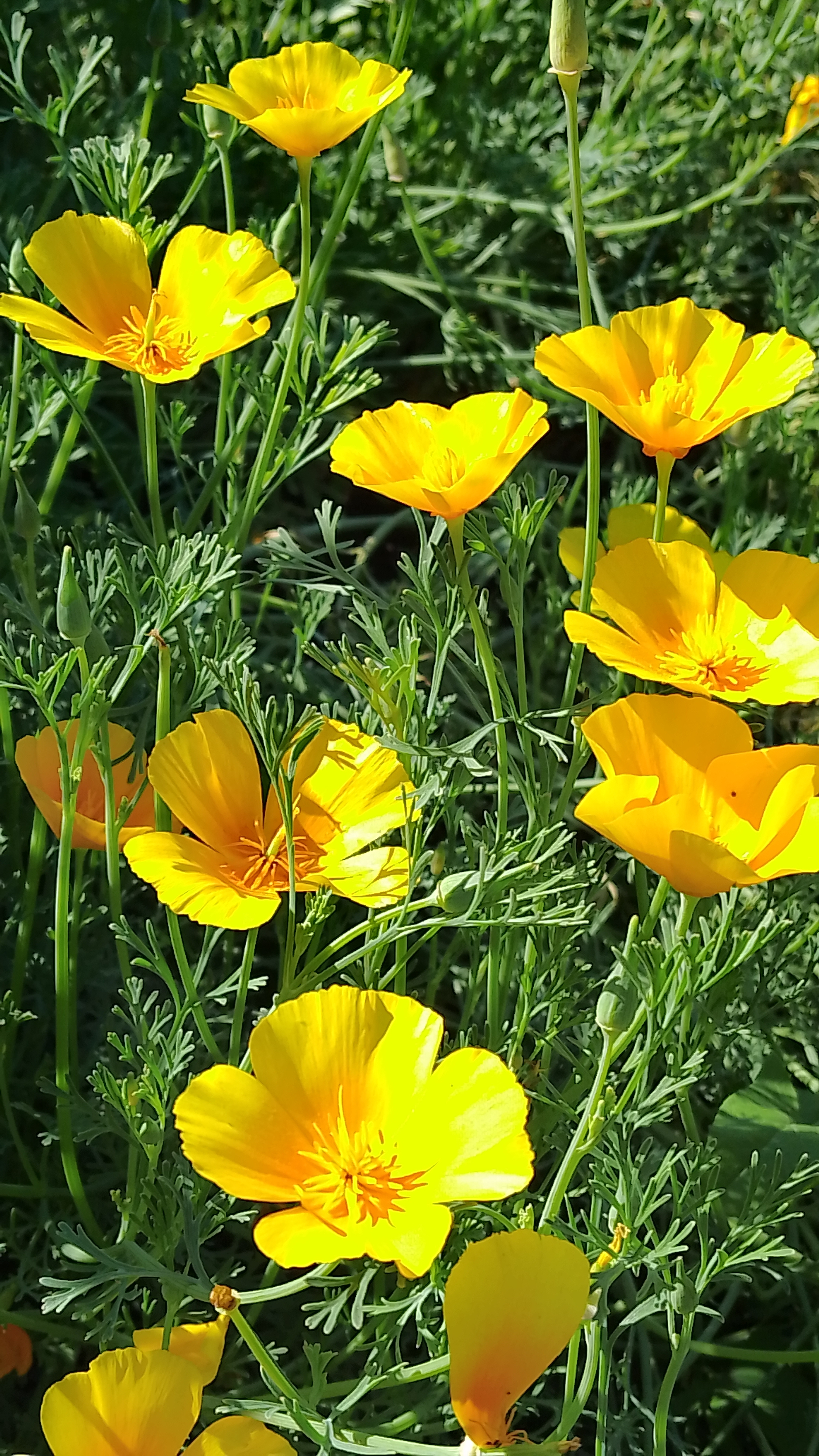 В уходящем 2025году! Чудесные лохматости лета! 😍 Мой сад.  25-12-2025