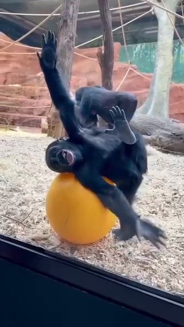 🤪 Невероятные выходки шимпанзе — заряжаемся позитивом! | Funny chimpanzee