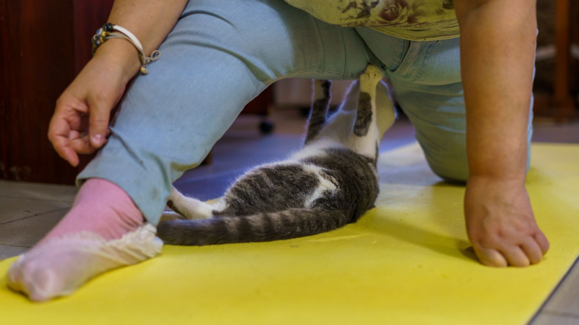 Медитация "Счастливый котик"