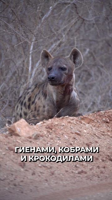 😳 Почему все животные боятся медоеда