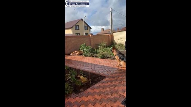 Как научить собаку охране?