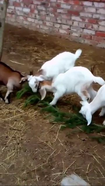 Вы ёлки наряжаете, а мы их едим!