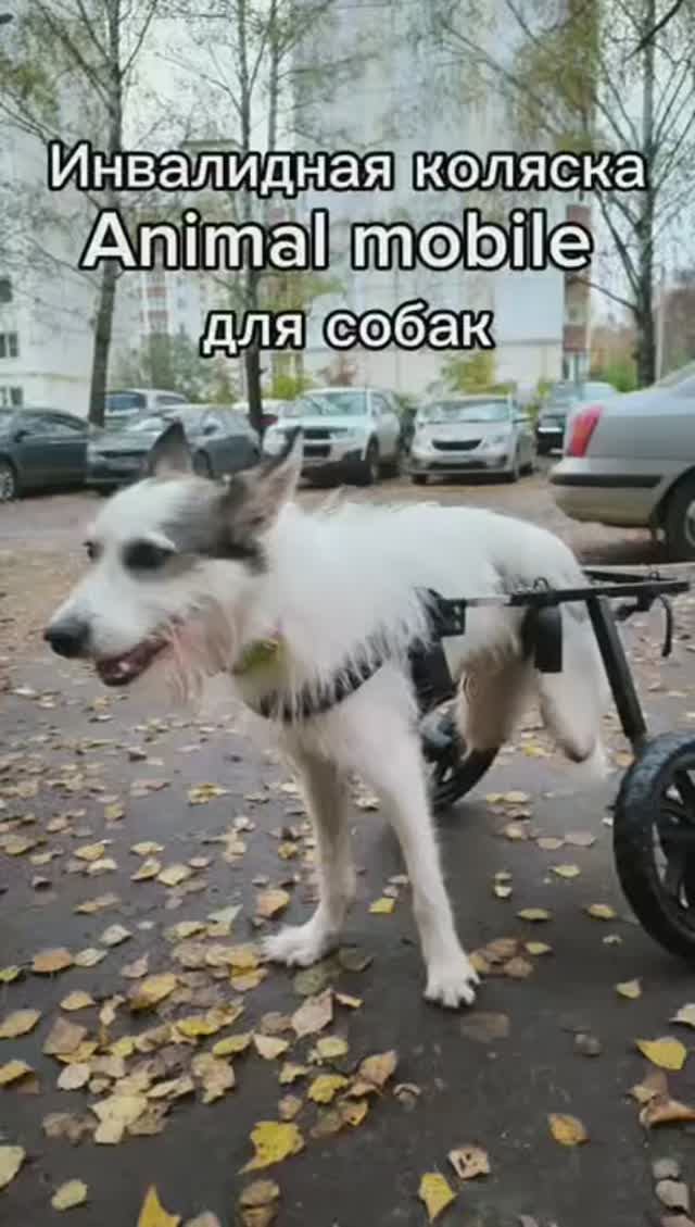 Инвалидная коляска для собак