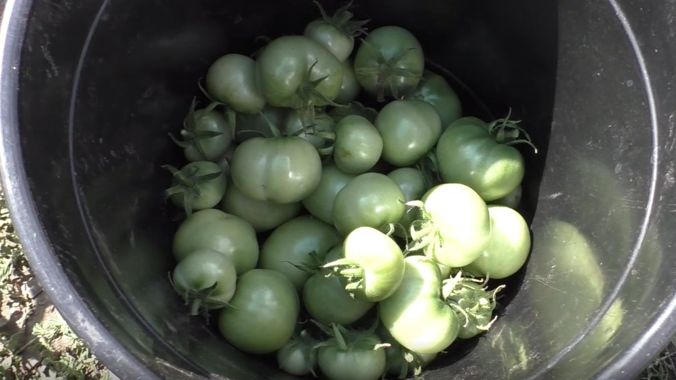 Куда девать мелкие зеленые помидоры