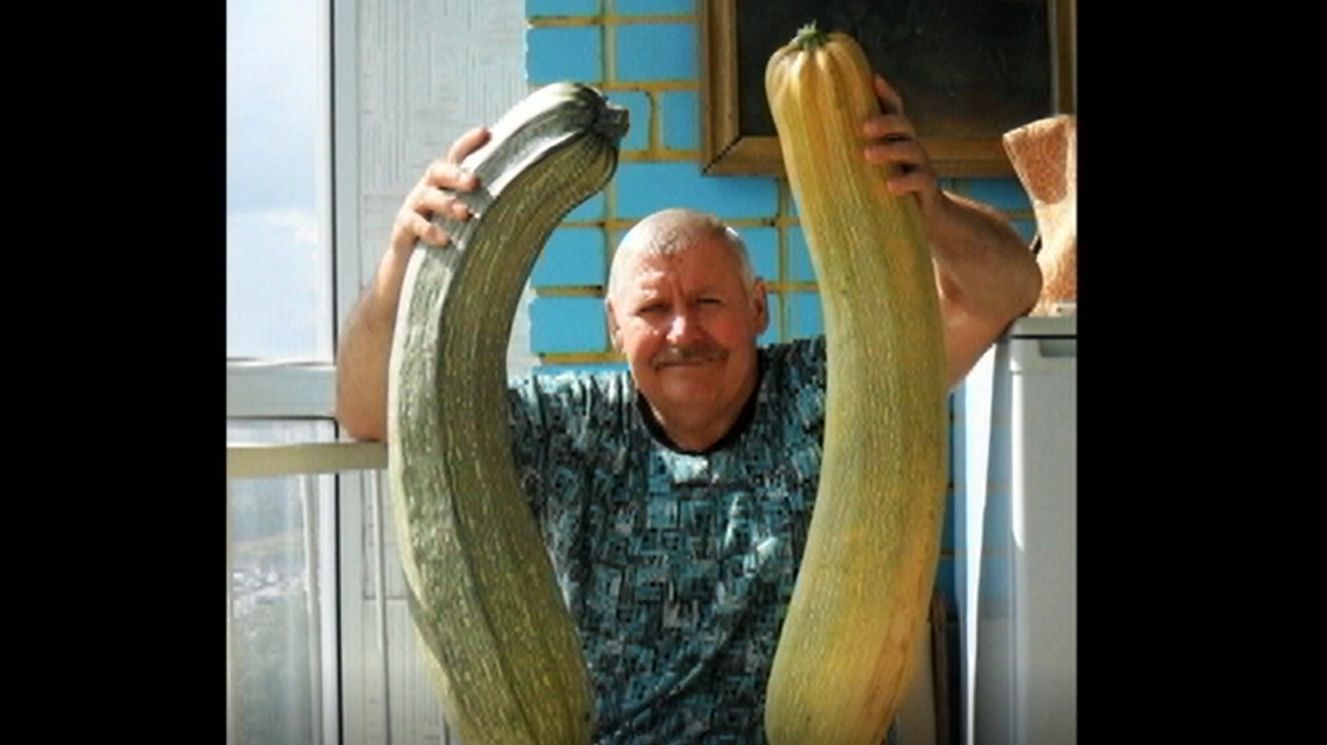 Выращивание кабачков