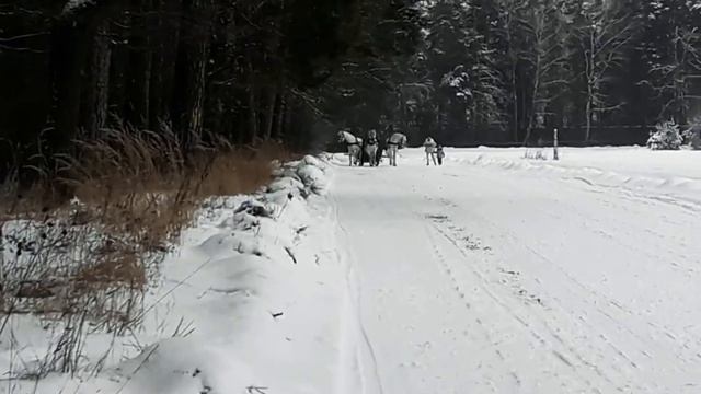 Конезавод в Горках.  ЭХ, мчится  УДАЛАЯ тройка!