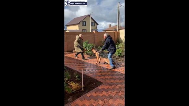 Обучение собаки охране.